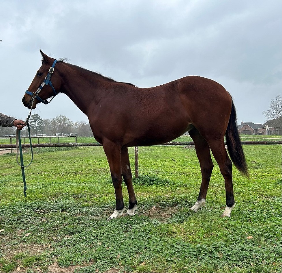 2022-Dreamcaster (GB)