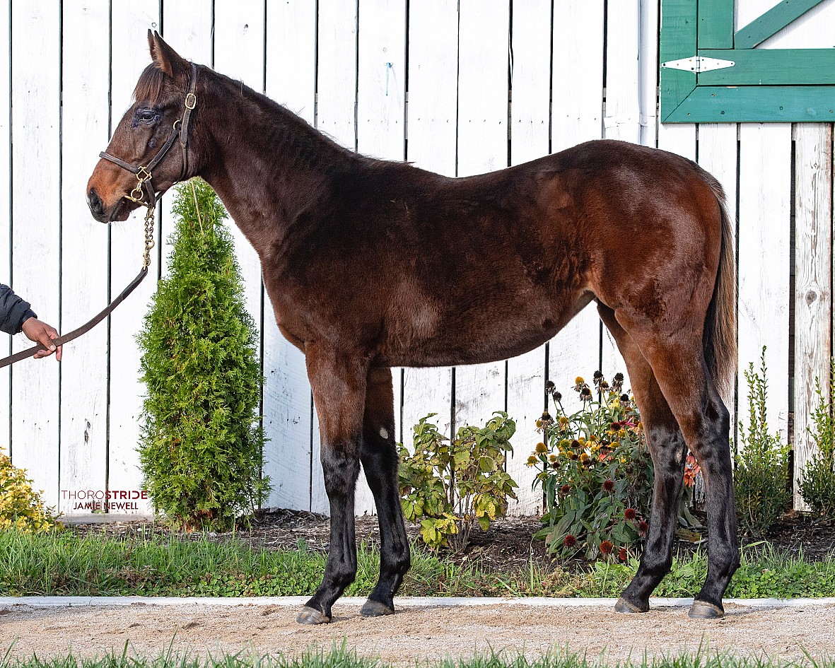 2024-Concord Eclipse