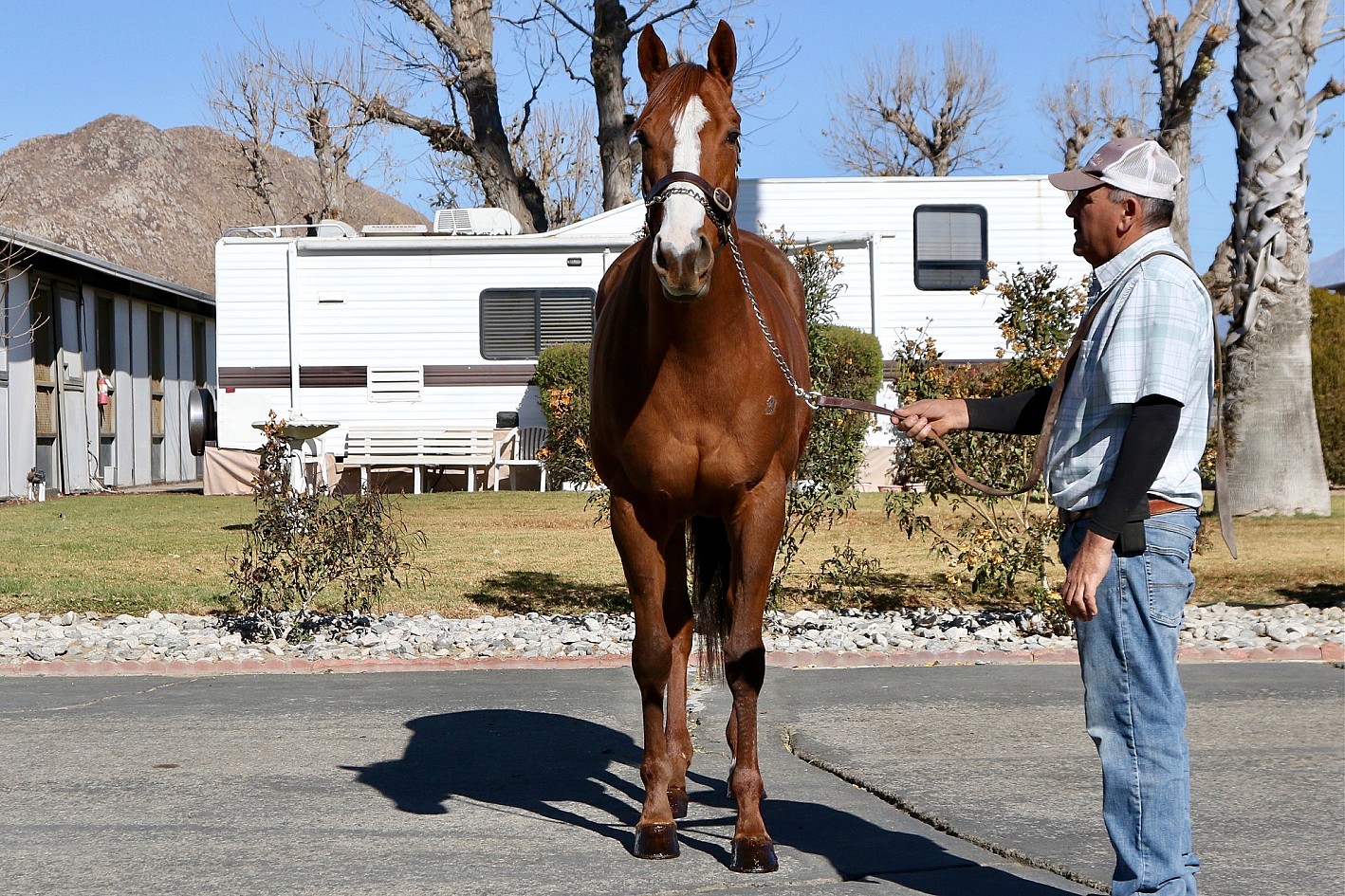 Sixteen Arches (IRE)
