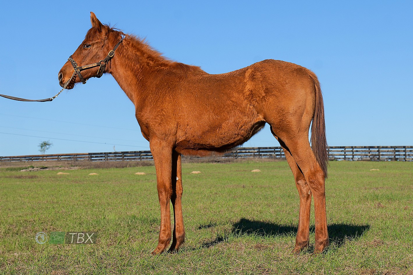 2024-Believe In Charlie