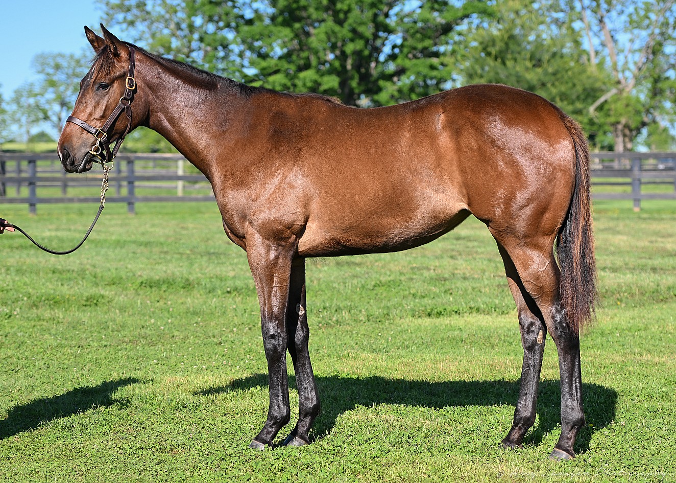 2024-Freedom Isnt Free