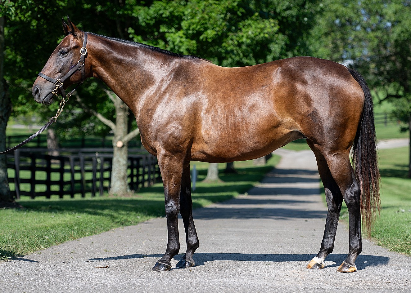 Indomitable Spirit