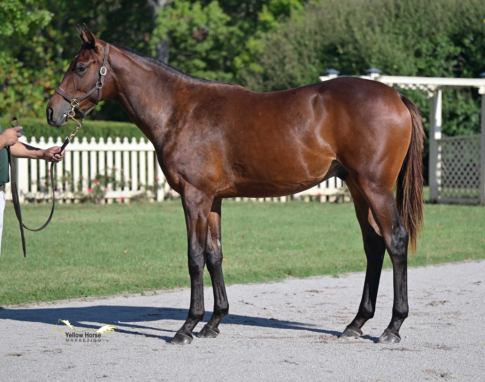 2024-Disappearing Act