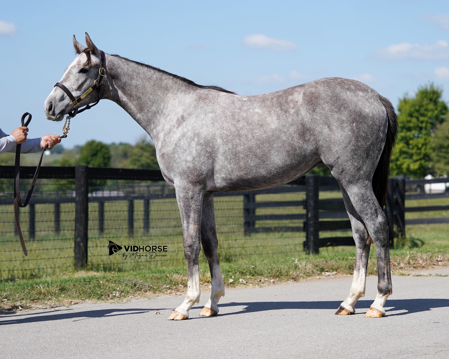 2024-Joy of Treasure