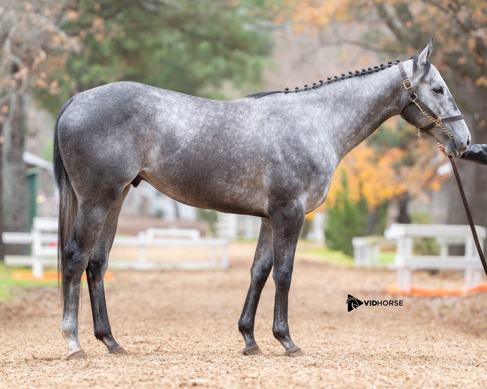 Silver Prince