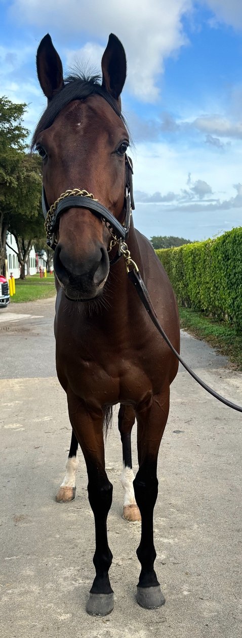 Rafa Junior