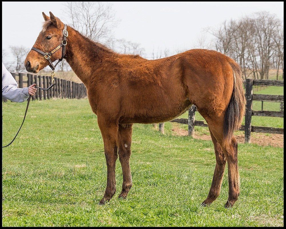 2025-The Ginger Queen (IRE)