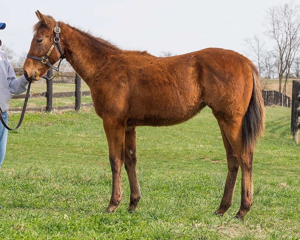 2025-The Ginger Queen (IRE)